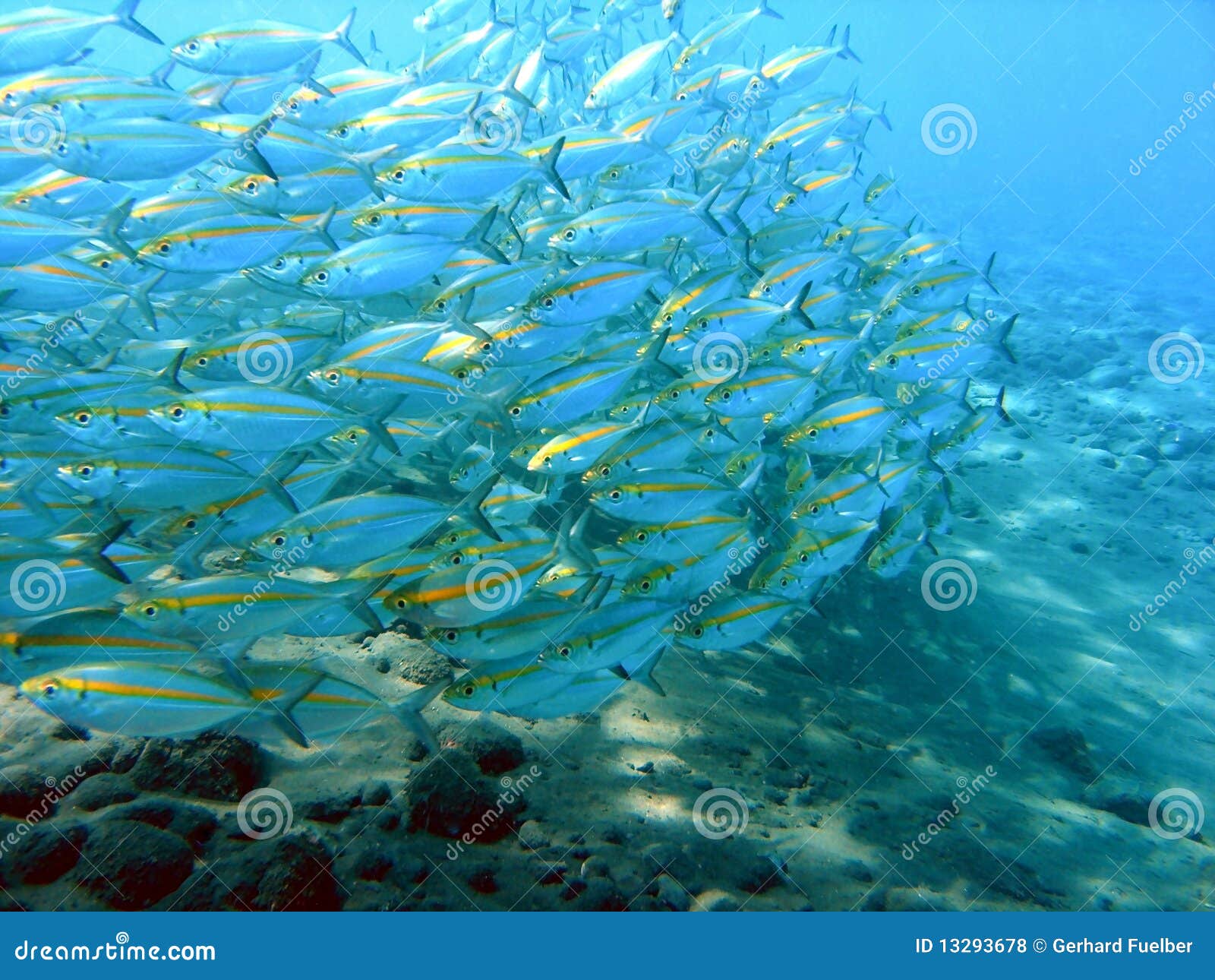 Fusilier fish swarm stock photo. Image of crystal, blue - 13293678