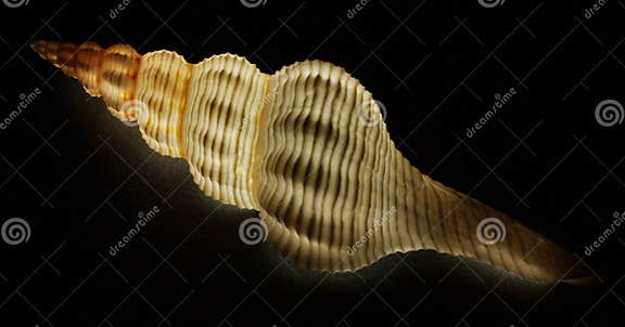 Fusinus Spiral Shell stock photo. Image of structure - 12135086