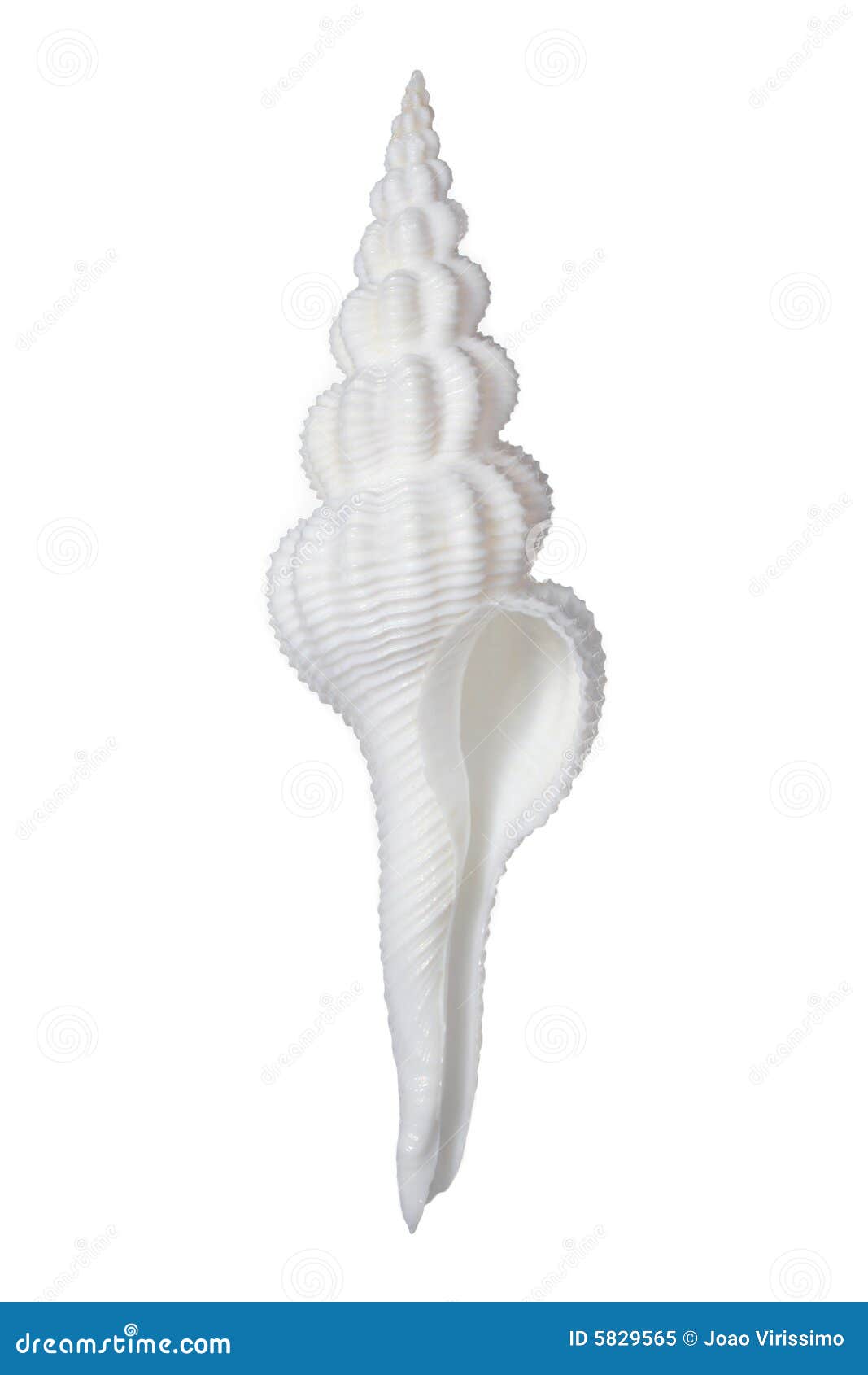 Fusinus Spiral Shell stock image. Image of fusinus, shell - 5829565
