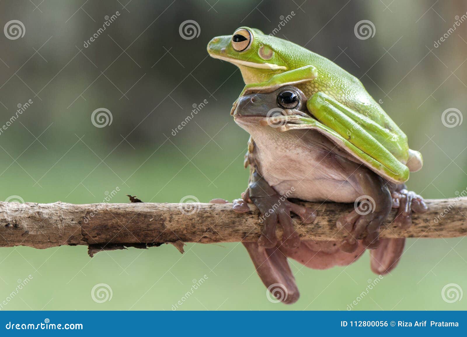 Fusion Frog stock photo. Image of green, standup, bokeh - 112800056