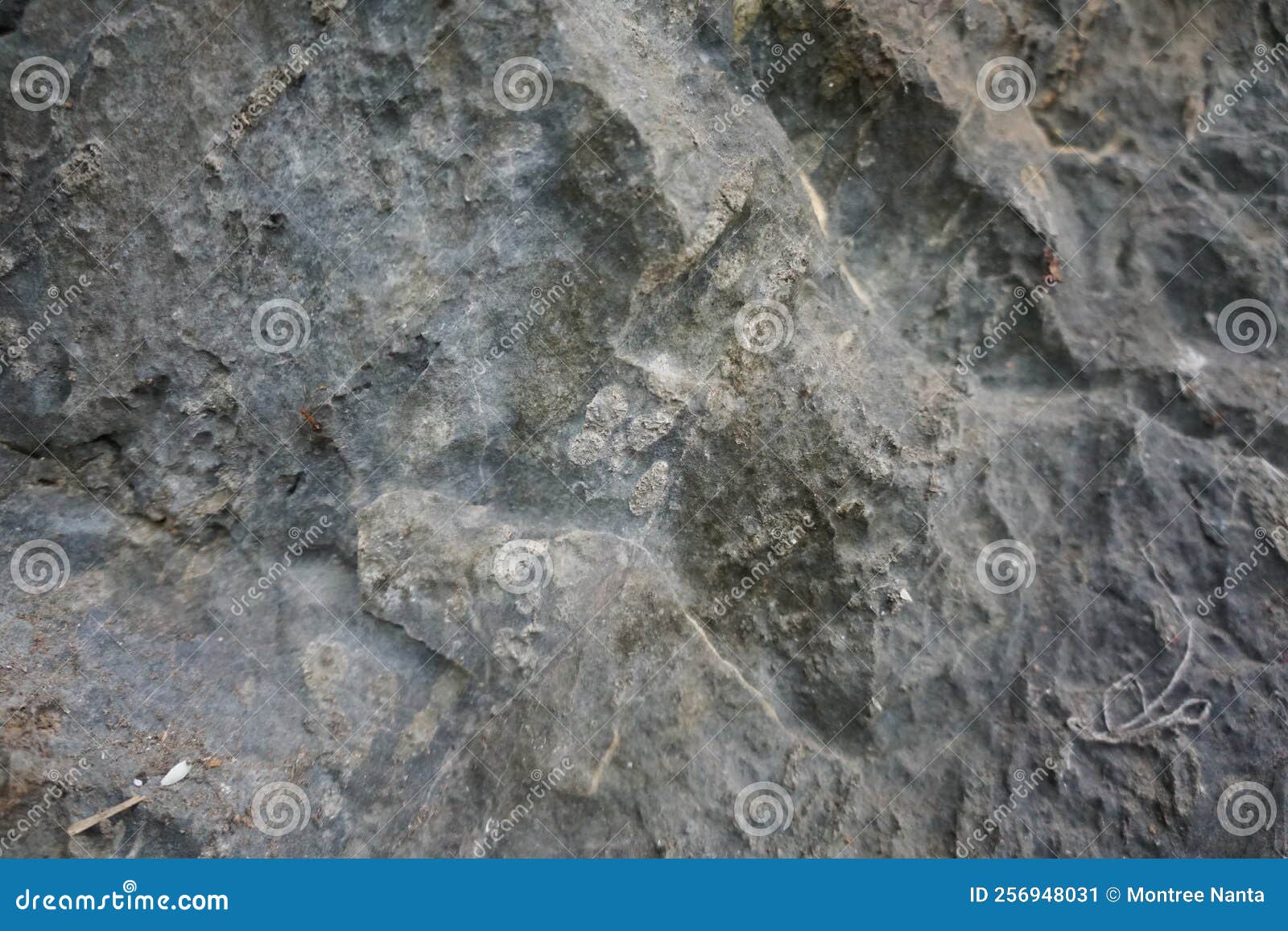 Selective Focus of Fusulinid Fossils on Limestone Wall Stock Image ...