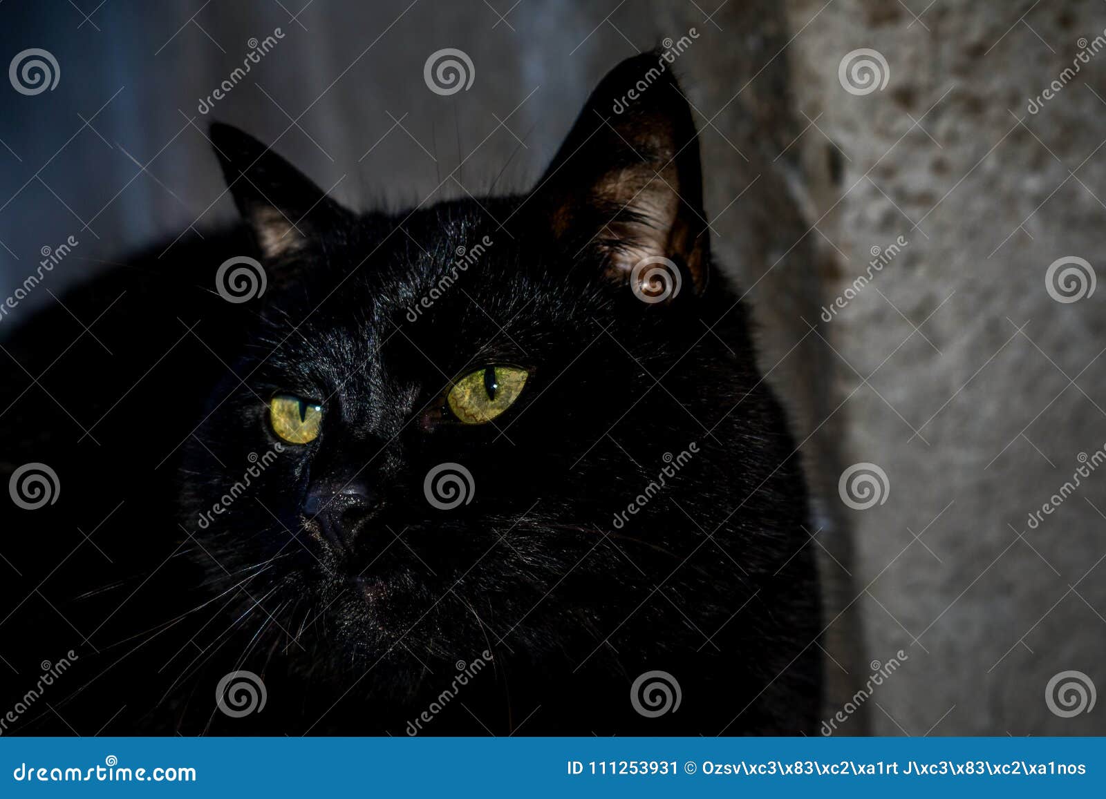 Black Cat stock image. Image of futi, princess, cateye - 111253931