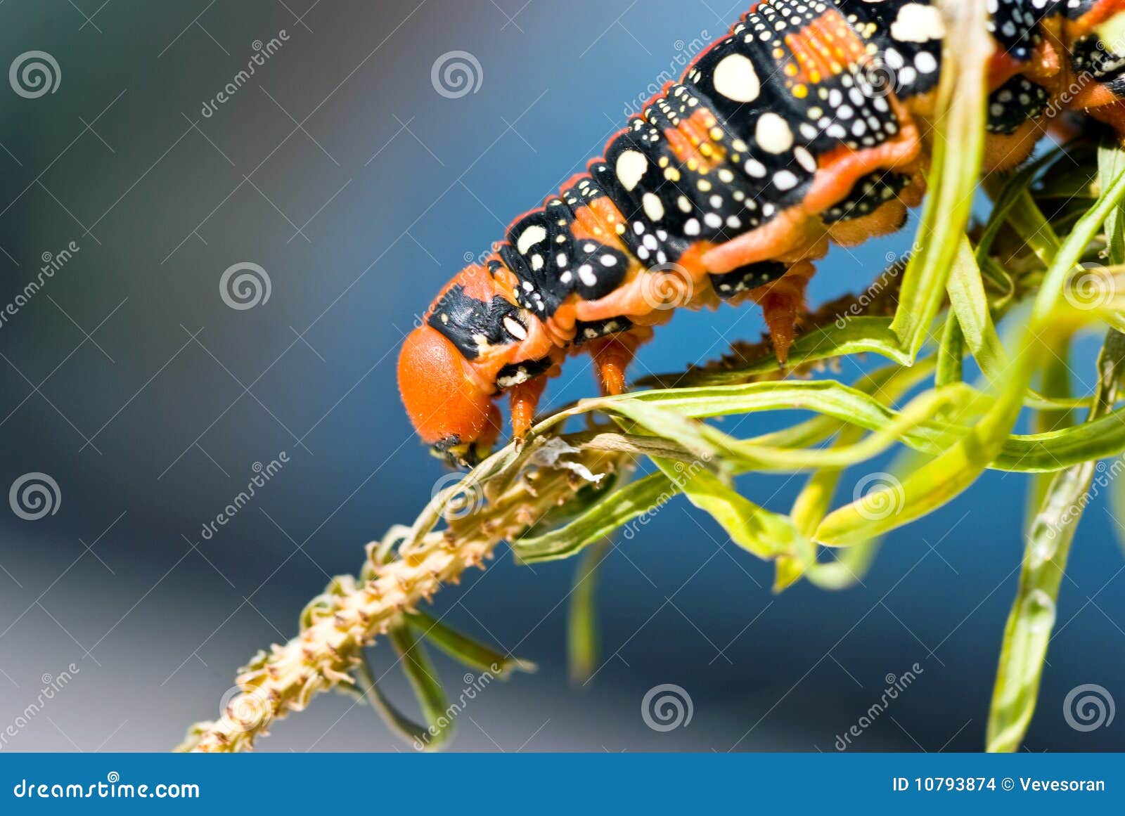 Future butterfly stock photo. Image of extreme, close - 10793874
