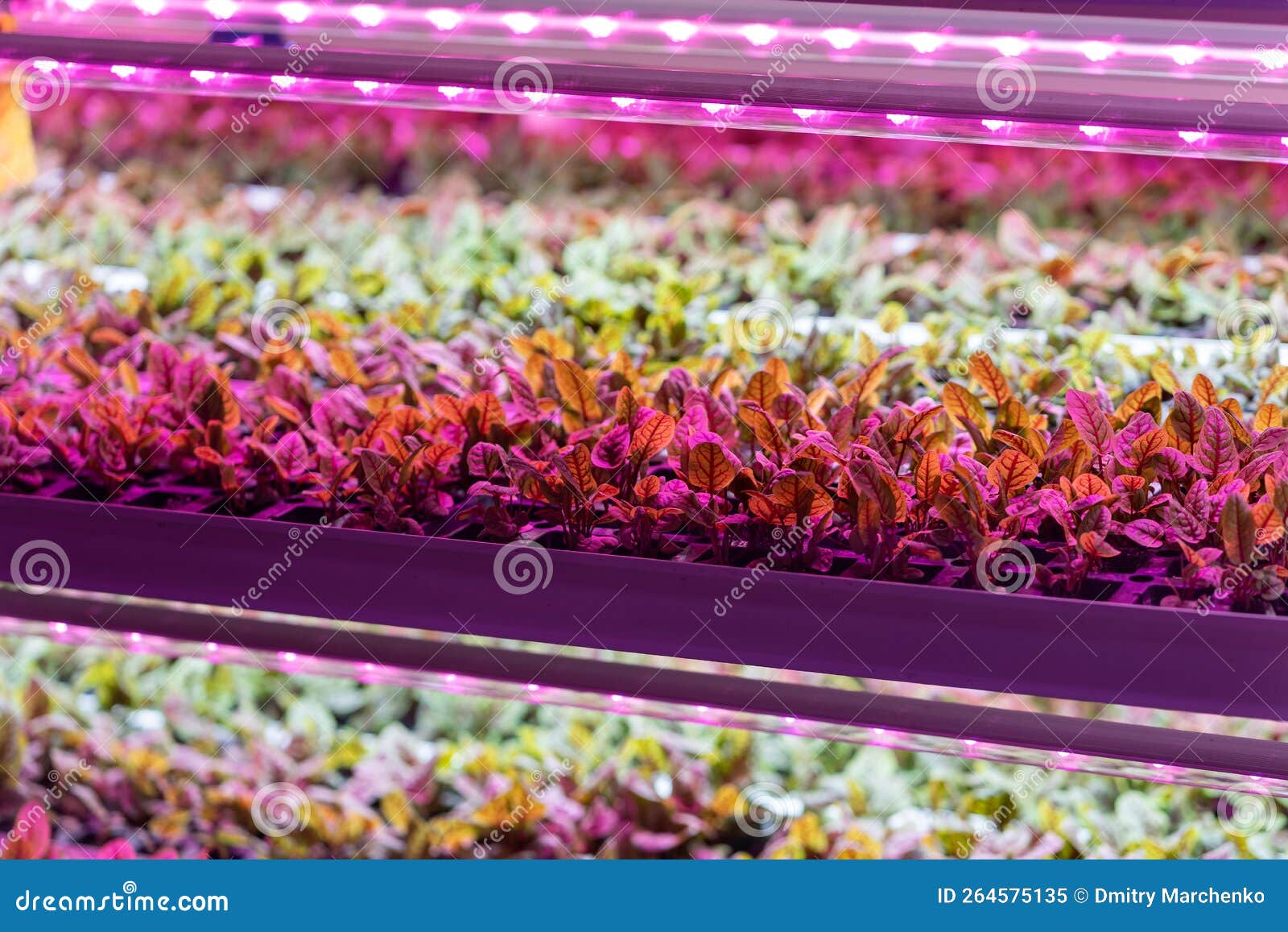 Microgreens Growing Hydroponically in Vertically Stacked Layers ...