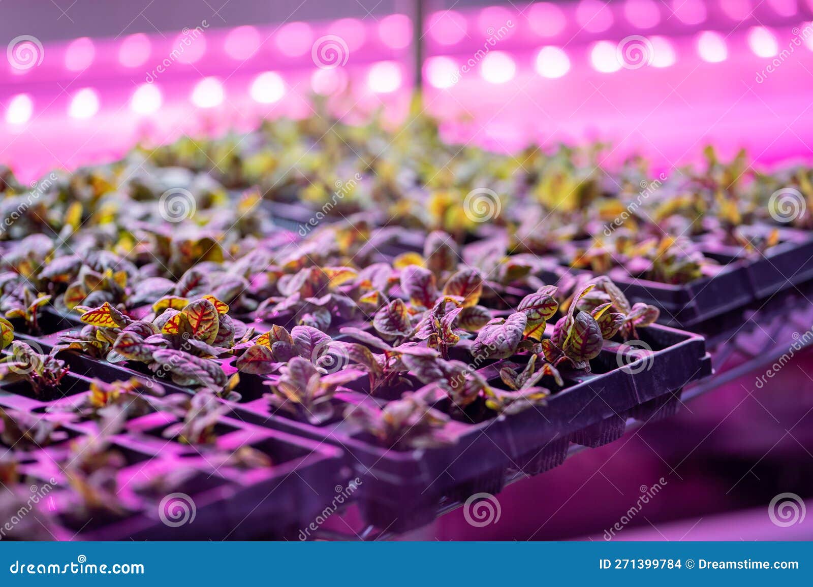 Microgreens Growing Hydroponically in Vertically Stacked Layers ...