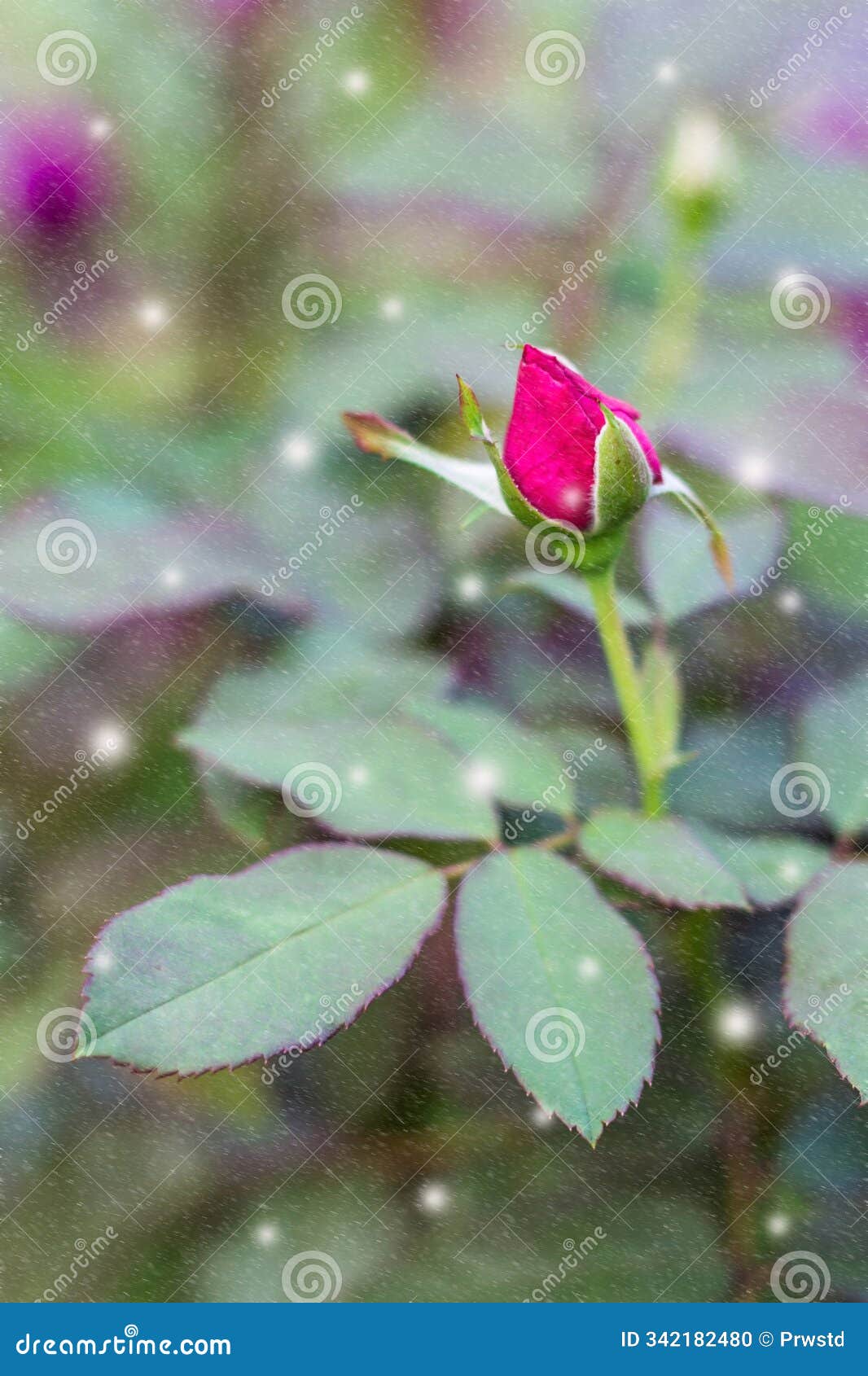 Future Red Rose Flower with Snow Valentine Stock Photo - Image of ...