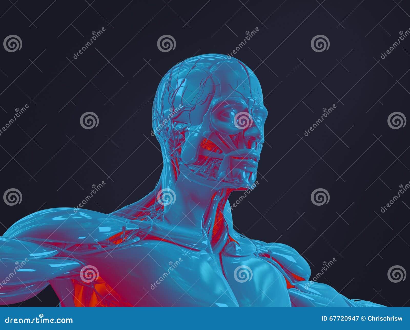 Futuristic Human Anatomy Scan Royalty-Free Stock Photo | CartoonDealer ...