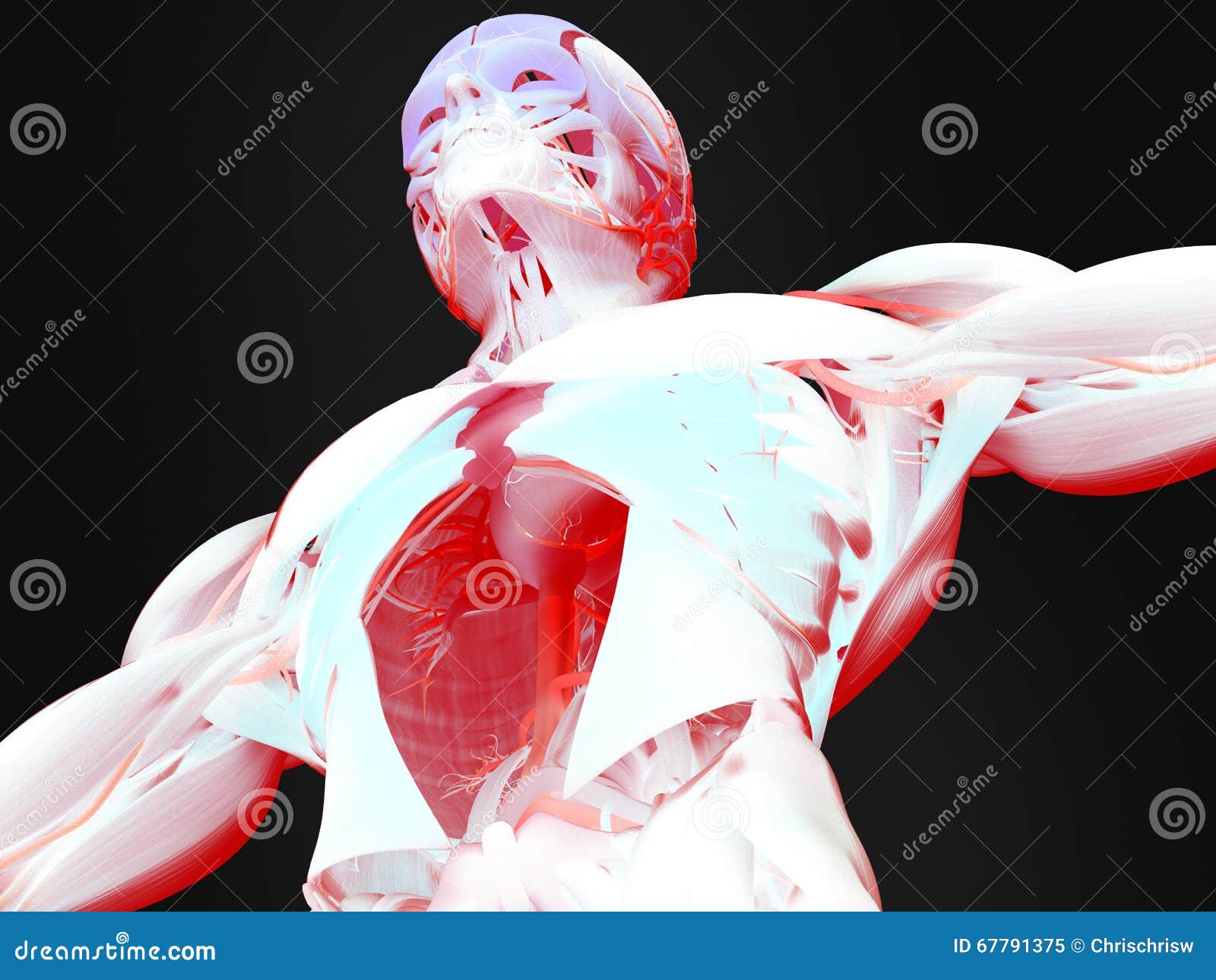Futuristic Scan of Human Chest Stock Image - Image of white, artificial ...