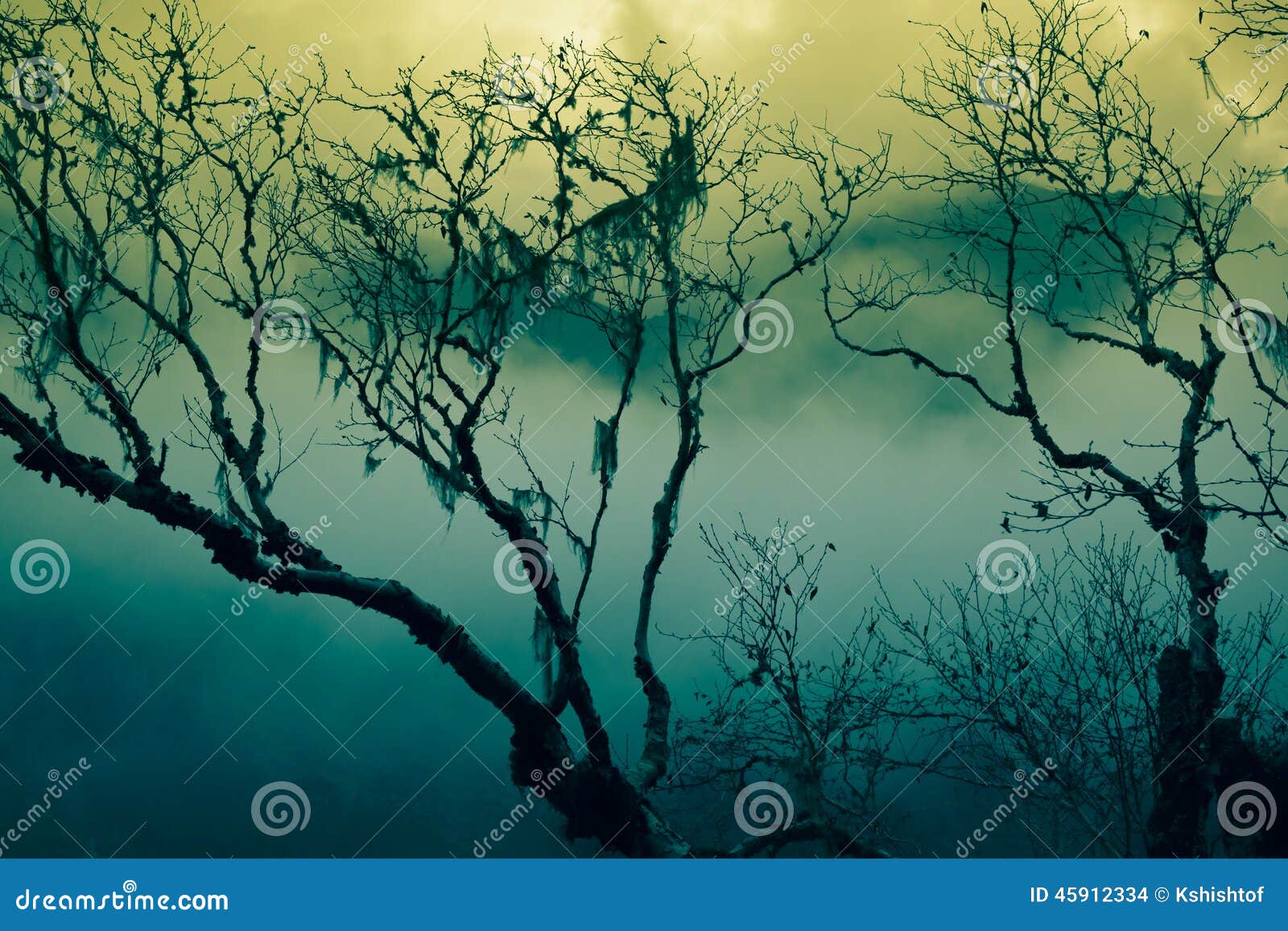 Futuristic trees stock photo. Image of forest, cloudy - 45912334