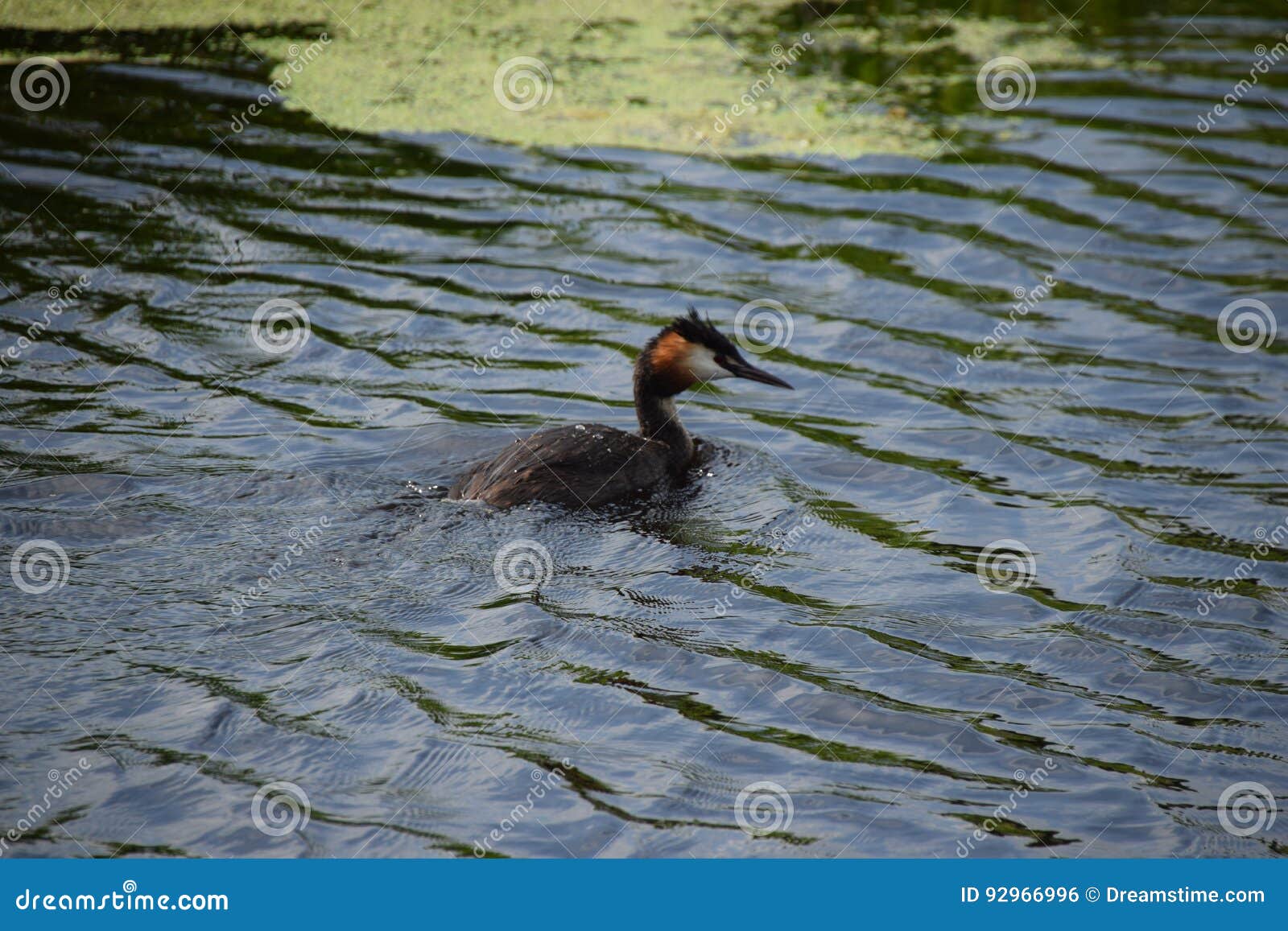 Fuut Duck Swimming in Water Stock Photo - Image of green, nature: 92966996