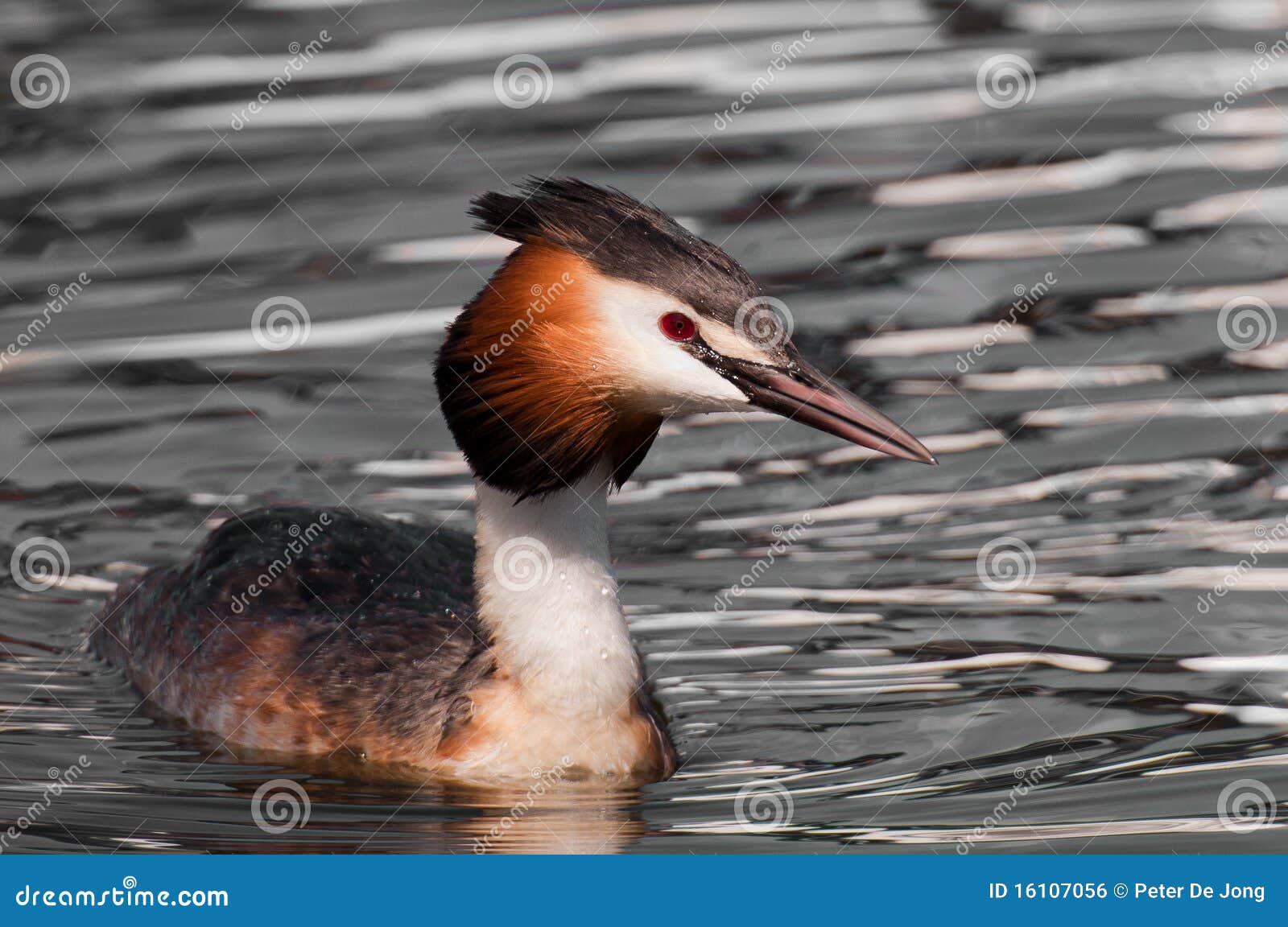 Fuut/Fuut stock foto. Image of water, wild, hebbe, vogel - 16107056