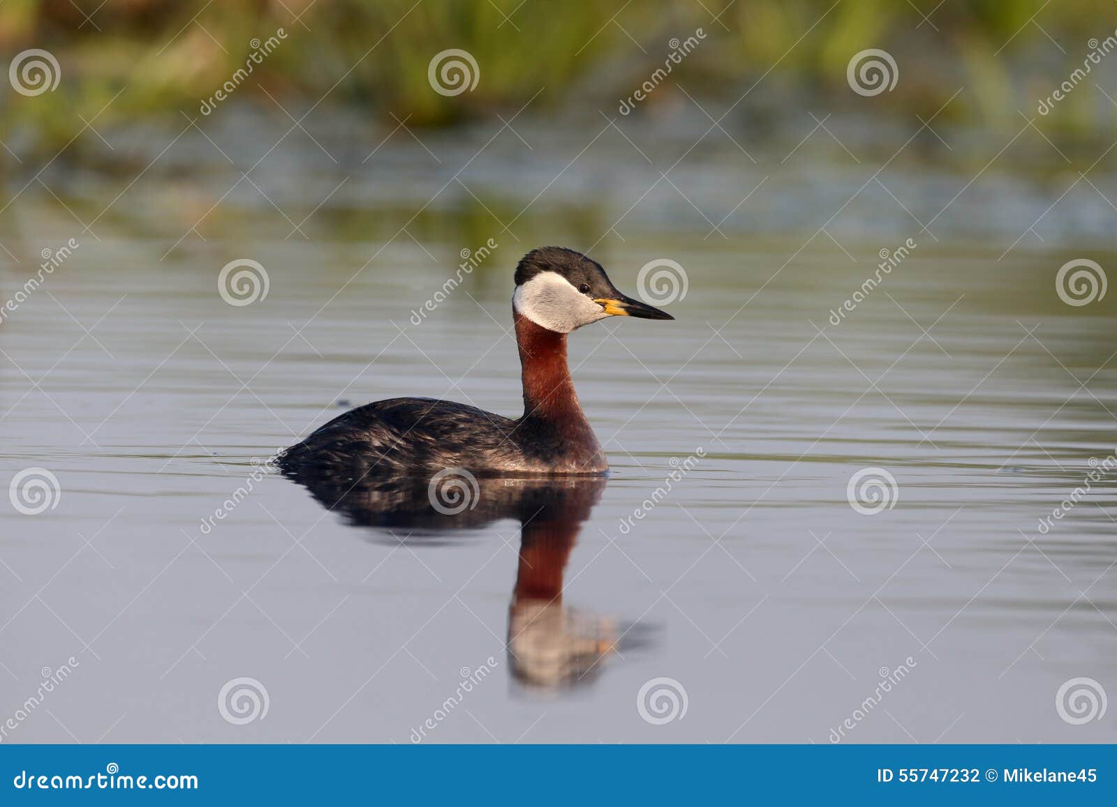 Fuut Met Rode Hals, Podiceps-grisegena Stock Foto - Image of dier ...