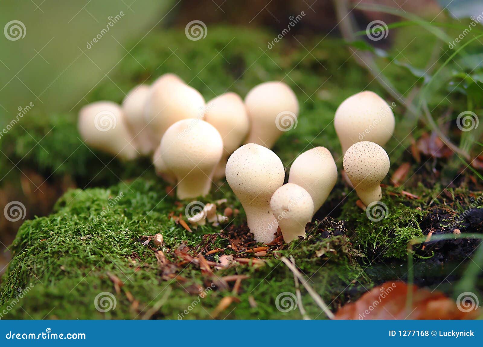 Fuzz-ball stock photo. Image of wood, fall, forest, fungus - 1277168