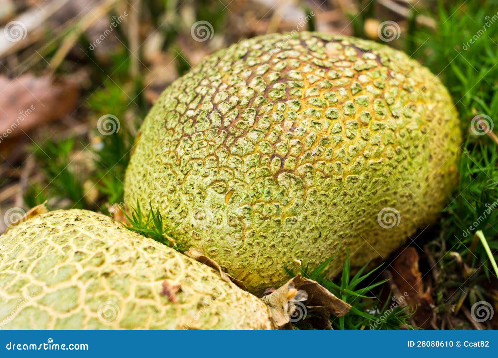 Fuzz-ball stock photo. Image of fresh, brown, healthy - 28080610