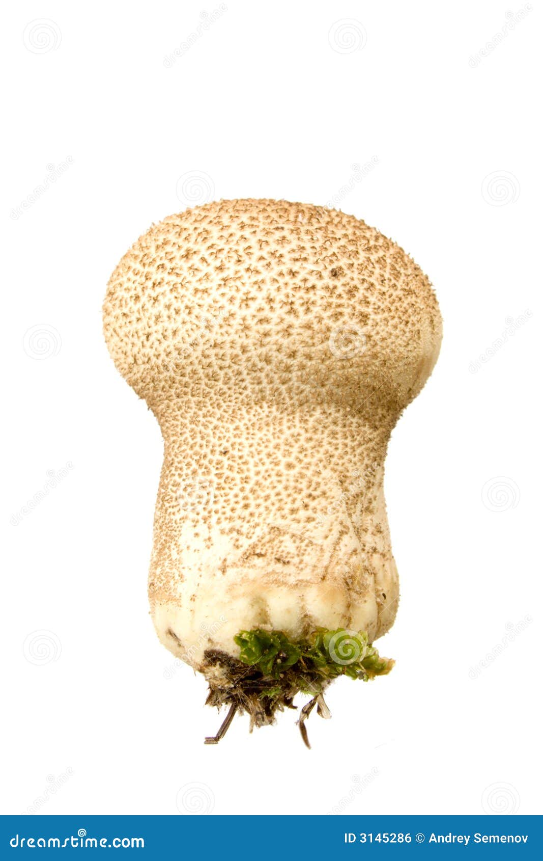 Fuzz-ball Isolated on White Stock Photo - Image of healthy, gourmet ...