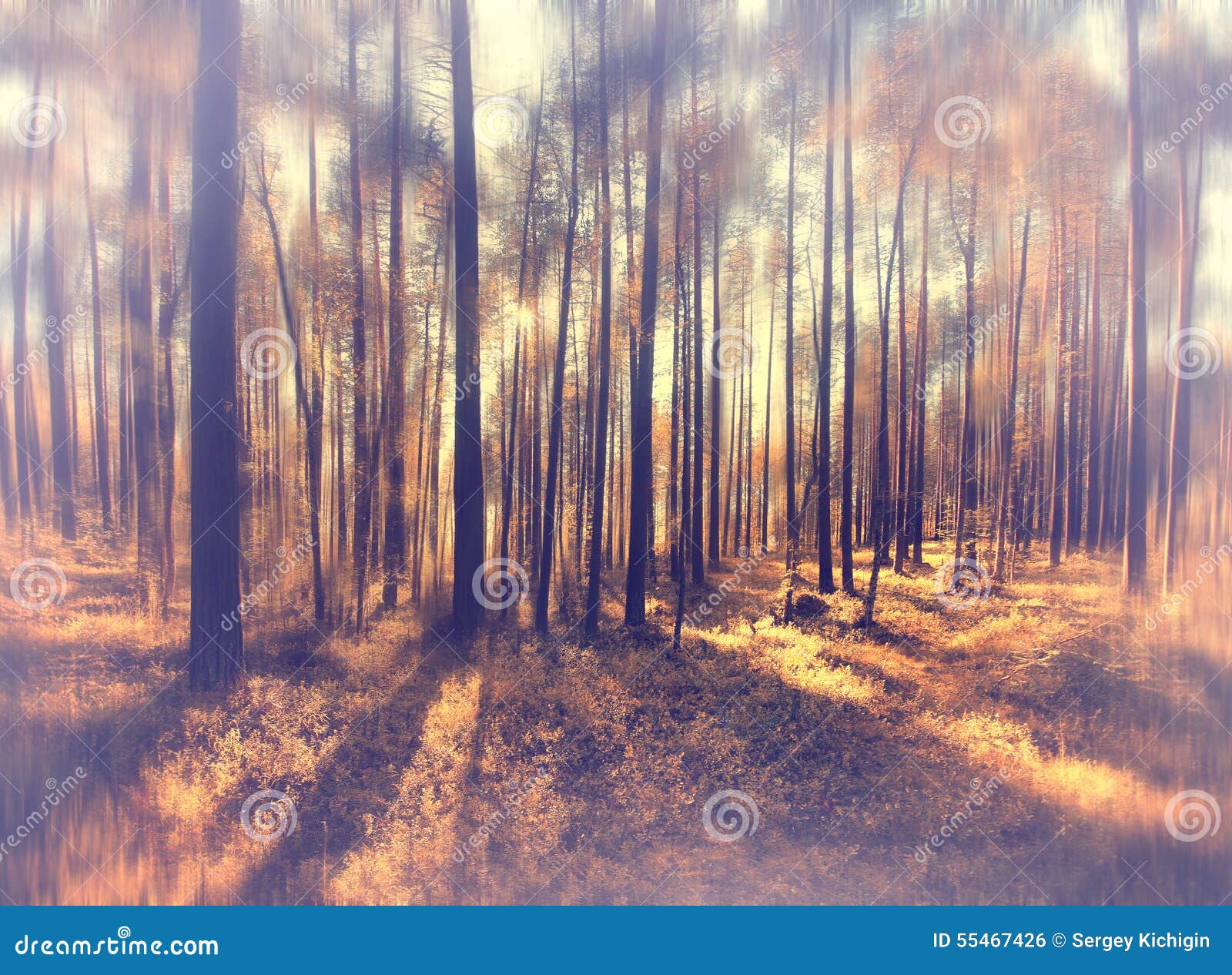 Fuzzy Autumn Forest Landscape Stock Photo - Image of landscape, nature ...