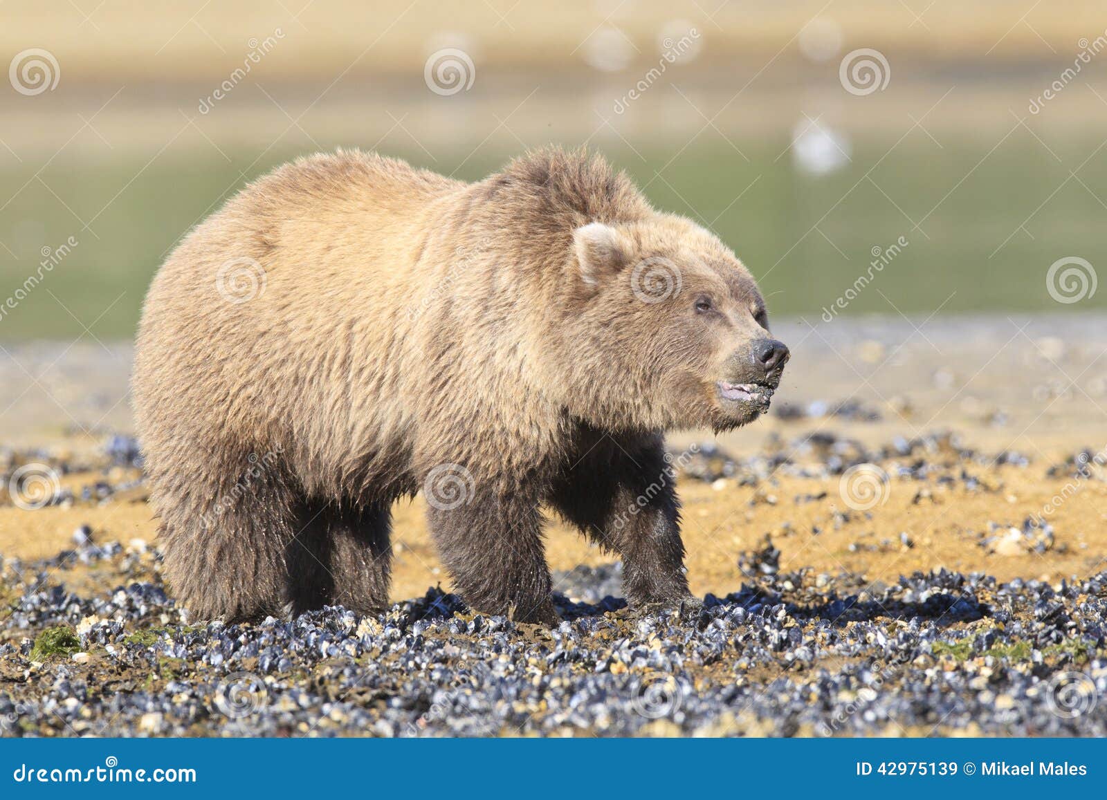 Fuzzy Bear Cub with in Mouth Stock Image - Image of arctos, feeding ...