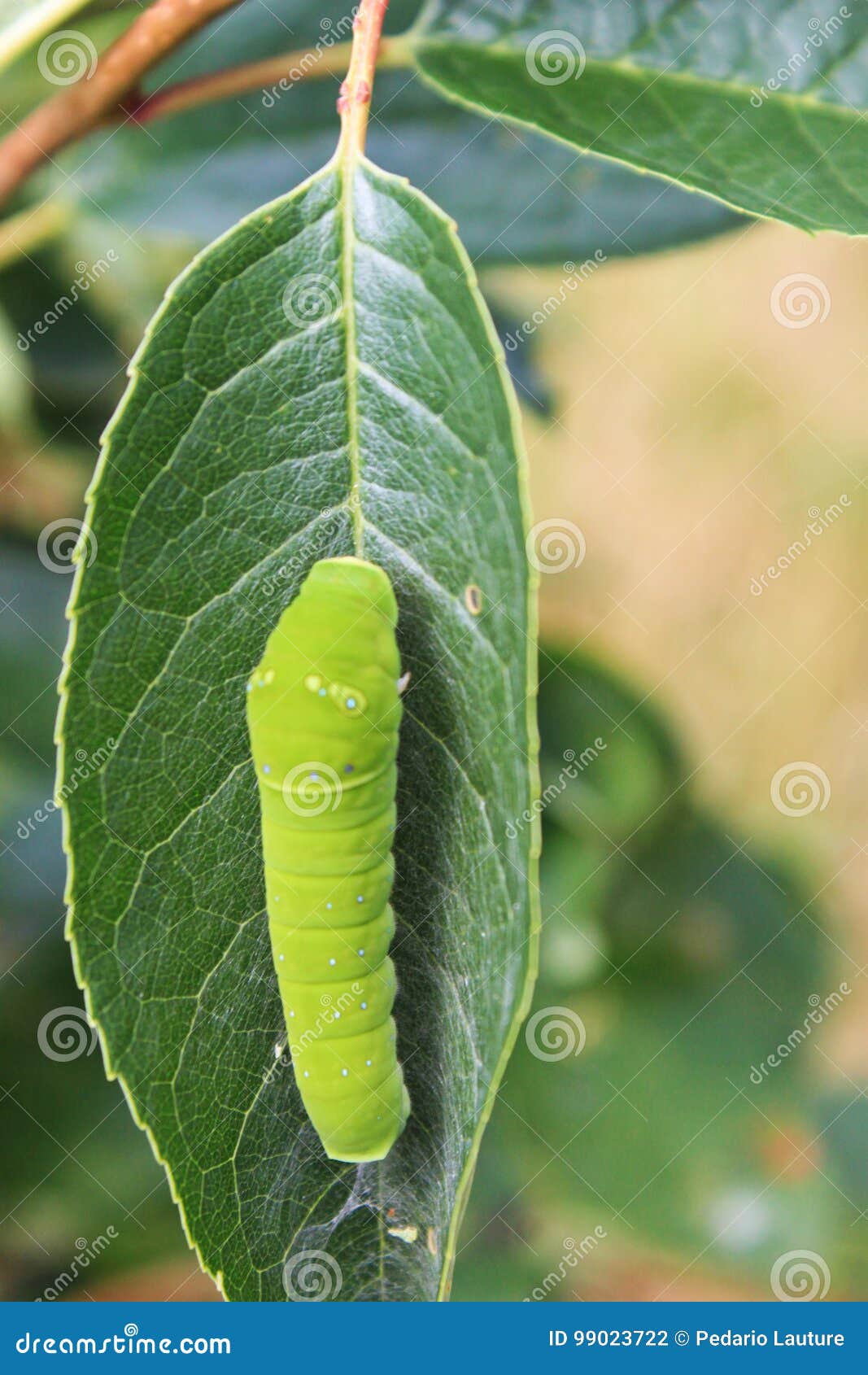 Fuzzy Black and Blue Caterpillar Stock Photo - Image of monarch, macro ...