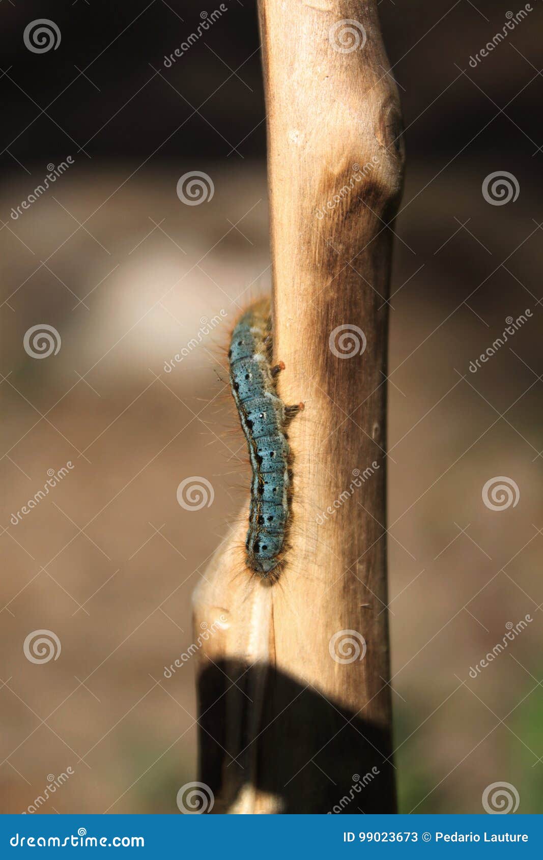 Fuzzy Black Y Caterpillar Azul Imagen de archivo - Imagen de monarca ...