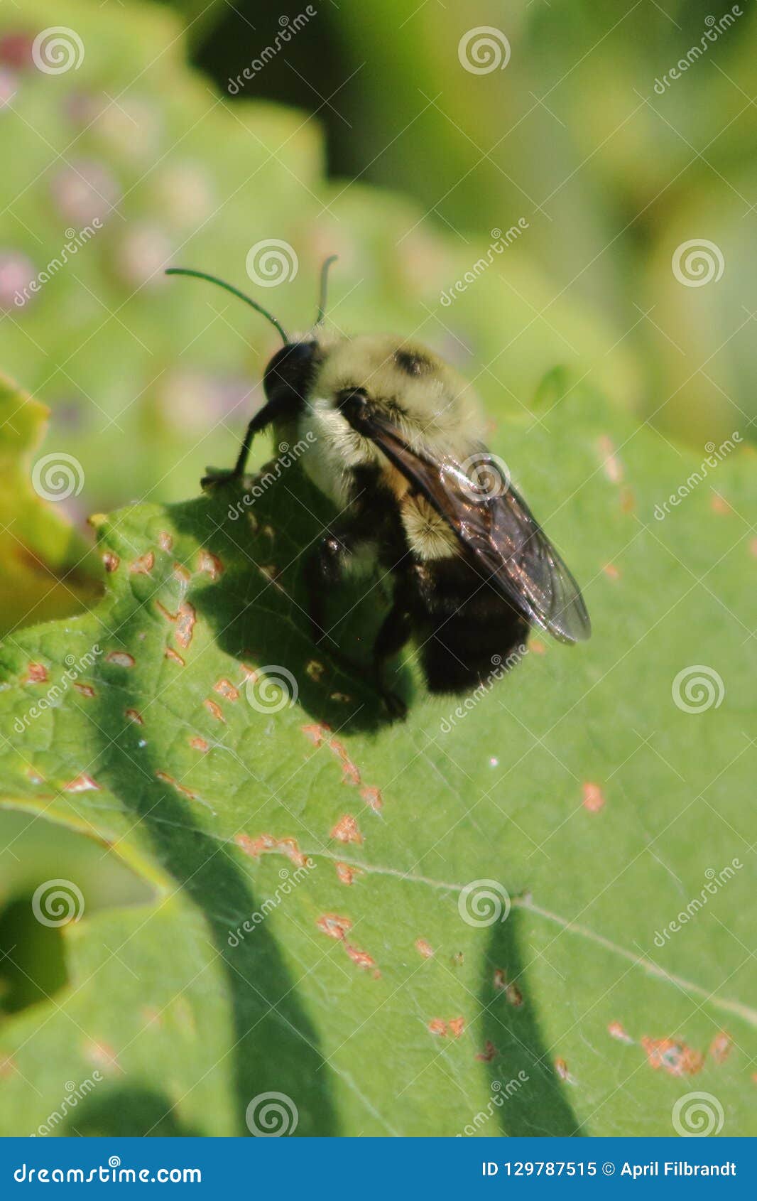 Bumblebee in a leaf 3 stock image. Image of bumble, yellow - 129787515