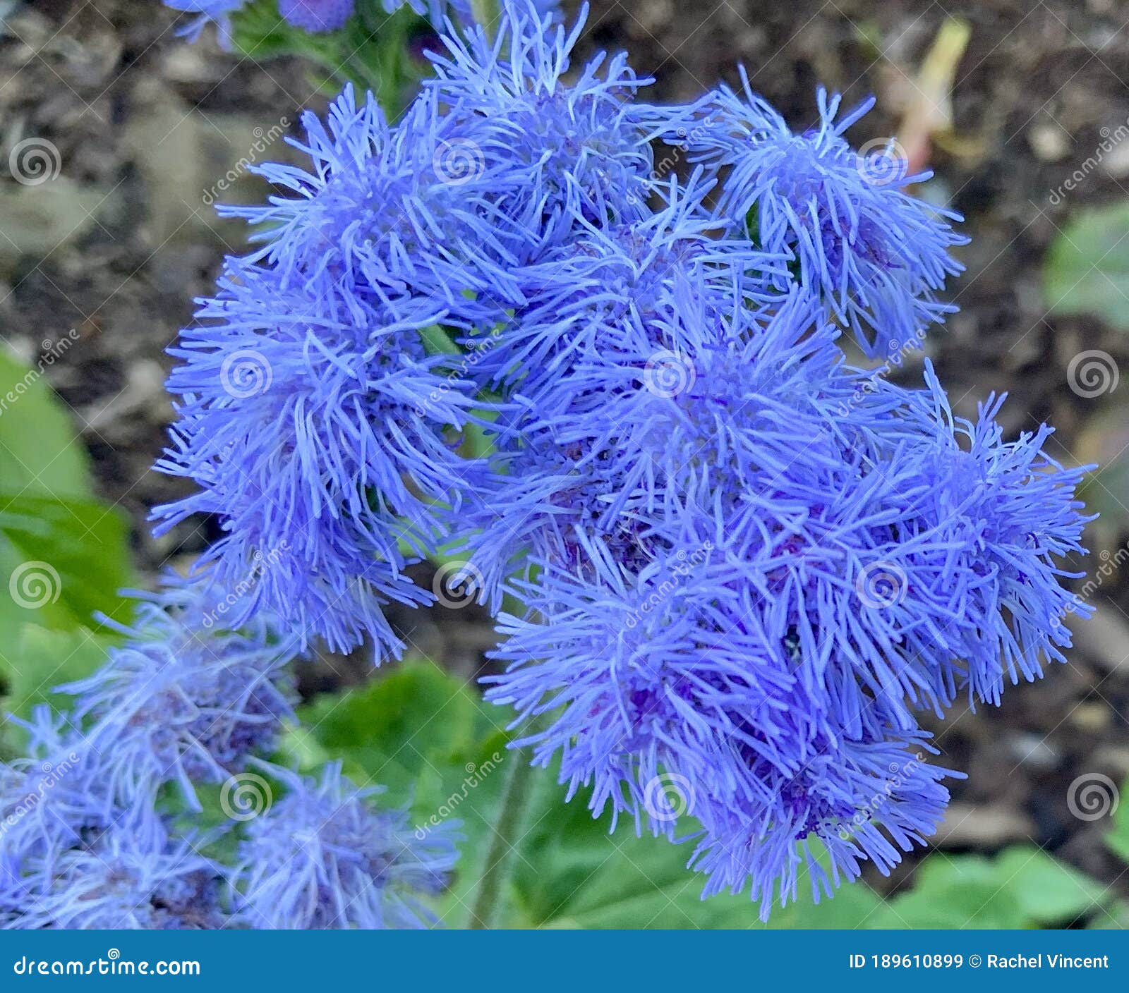 Fuzzy Blue Flowers stock image. Image of soft, flowers - 189610899