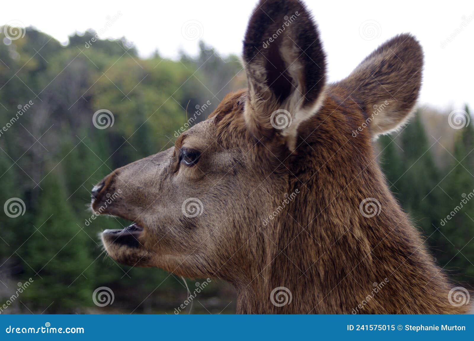 Fuzzy, Brown Deer Head Looking Away Stock Image - Image of space ...