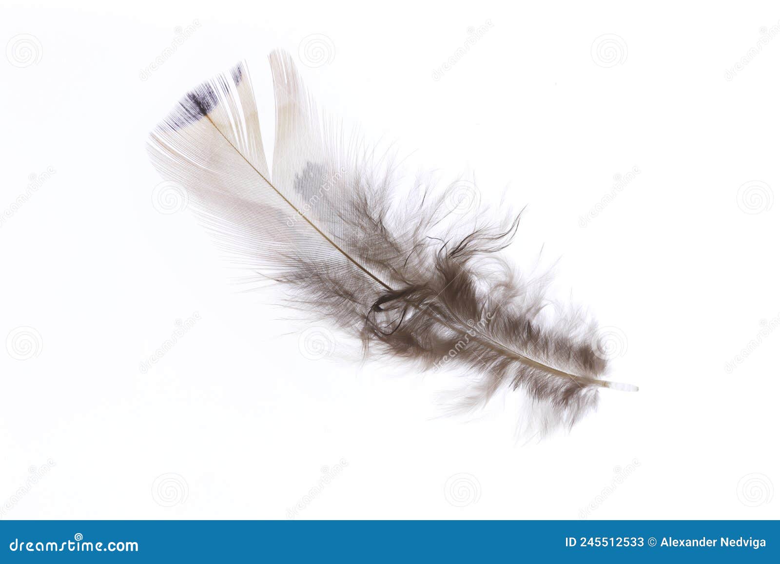 Fuzzy Brown Softness Detailed Airy Pheasant Feather. Macro Close-up ...