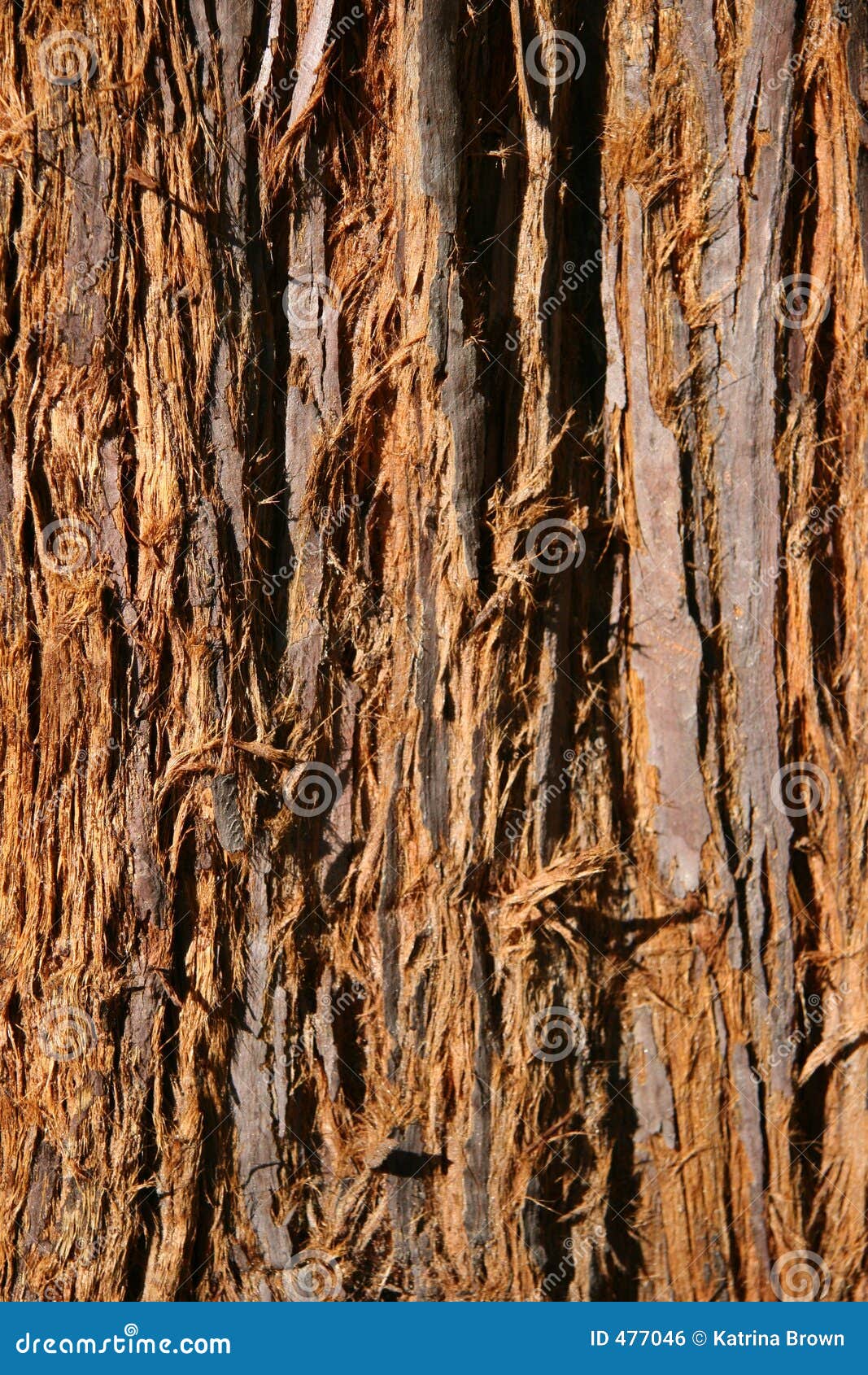 Fuzzy Brown Tree Bark stock photo. Image of muslin, multiply - 477046