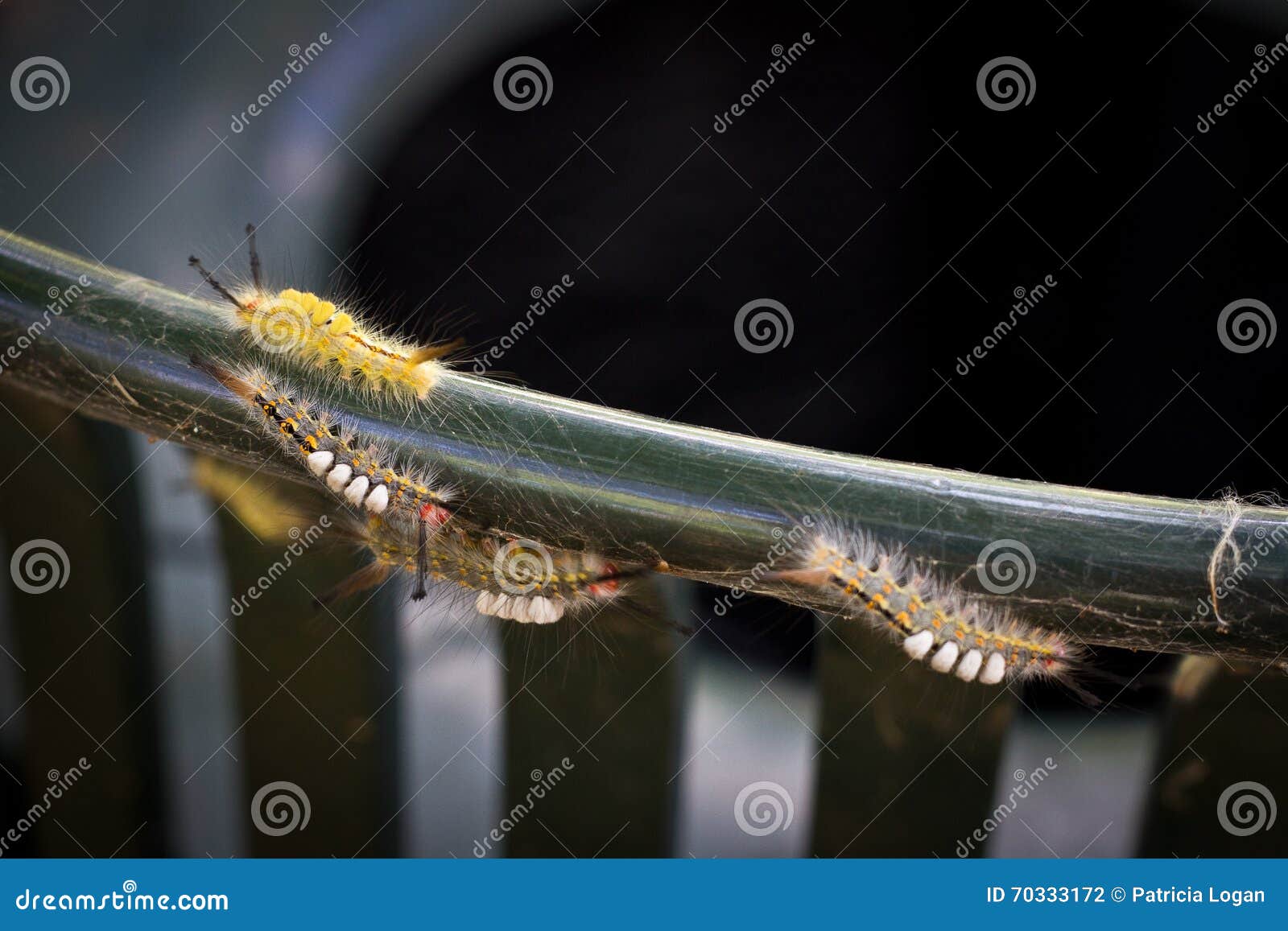 Fuzzy Bugs stock photo. Image of perspective, yellow - 70333172