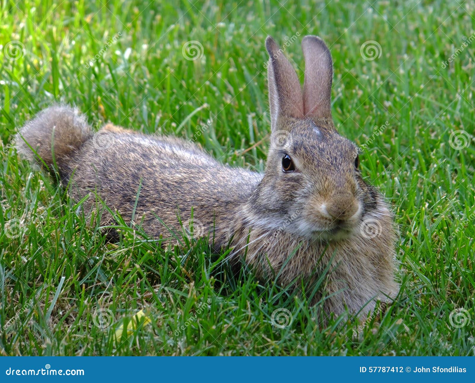 Fuzzy Bunny stock photo. Image of resting, brown, furry - 57787412