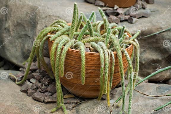 Fuzzy Cactus stock image. Image of garden, desert, arid - 9187053