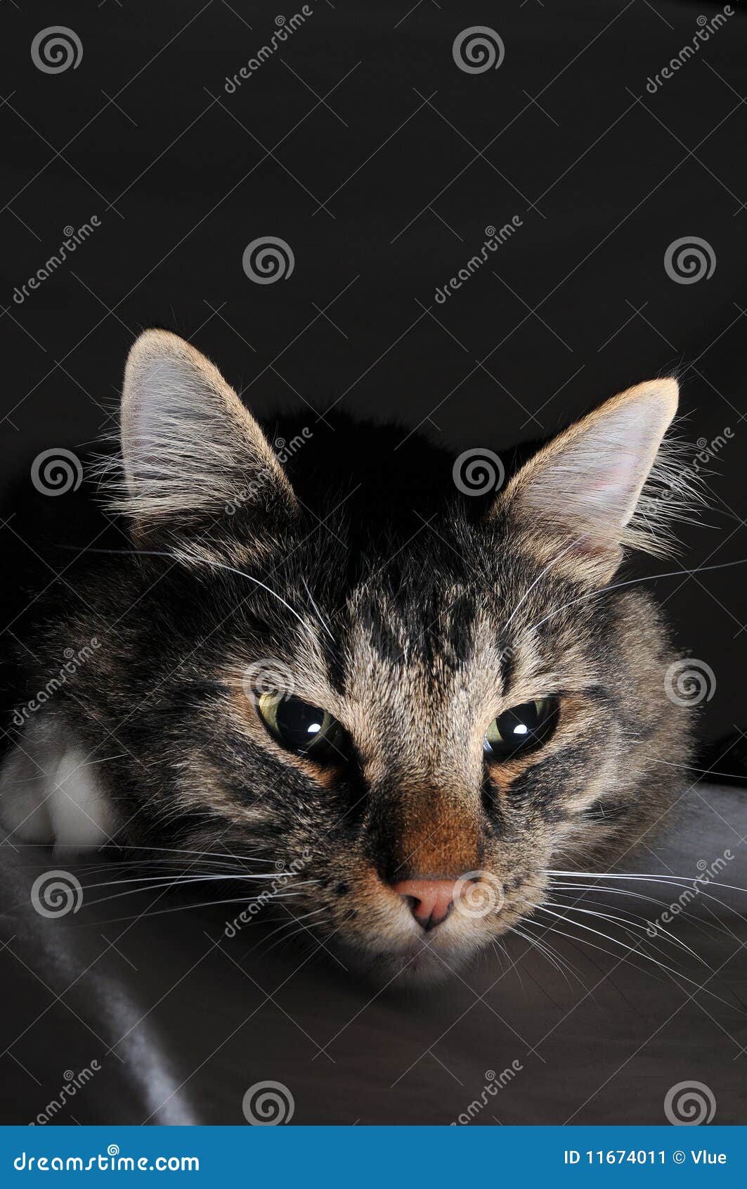 Fuzzy Cat Intensely on the Look Out Stock Image - Image of maine, fuzzy ...