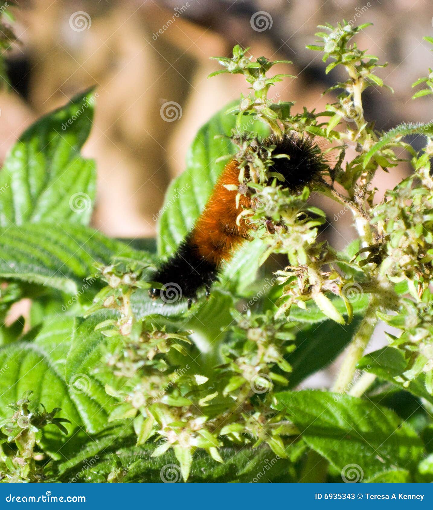 Fuzzy Caterpillar stock image. Image of single, stripe - 6935343