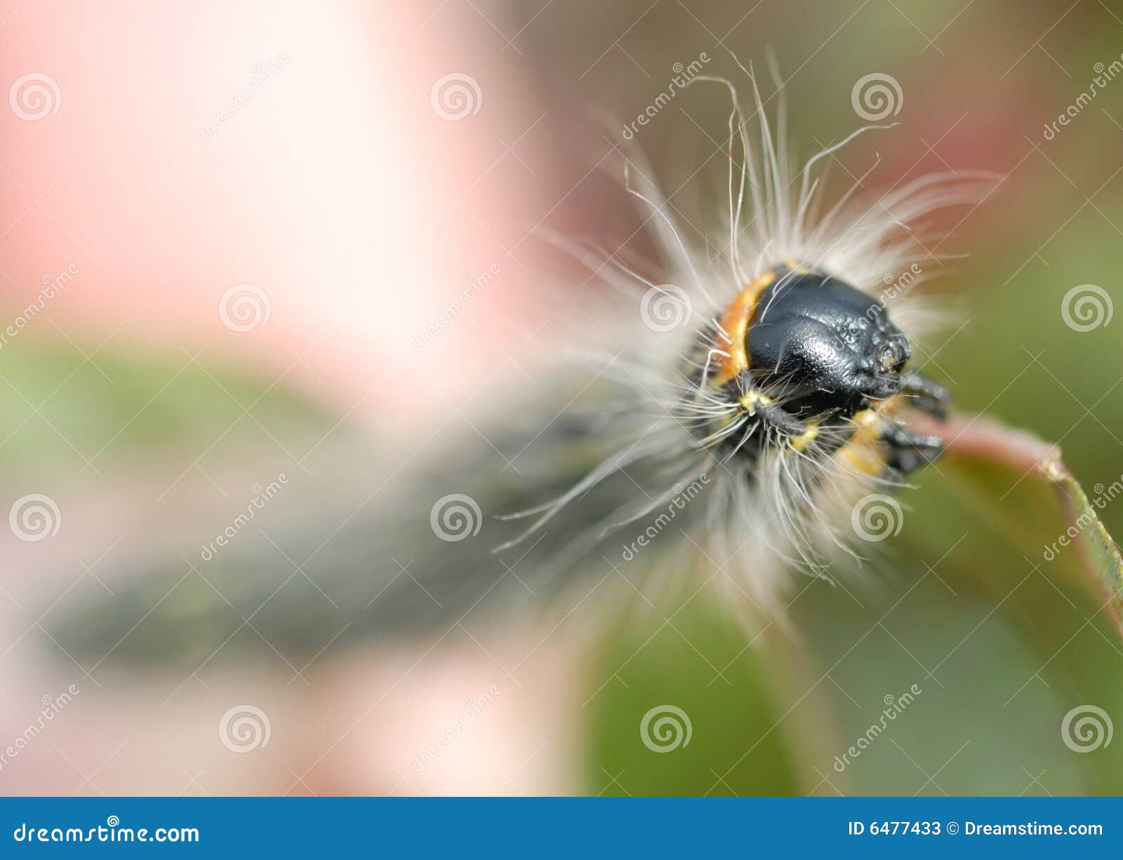 Fuzzy Caterpillar Macro stock image. Image of worm, nature - 6477433