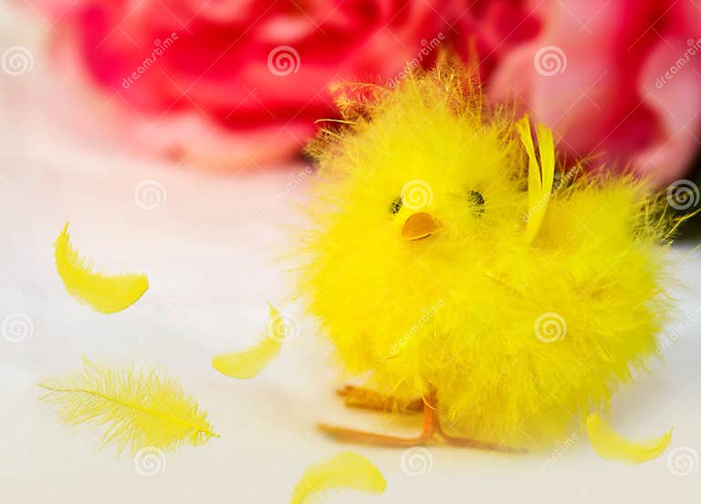 Fuzzy Chick stock photo. Image of fuzzy, small, animal - 18644258