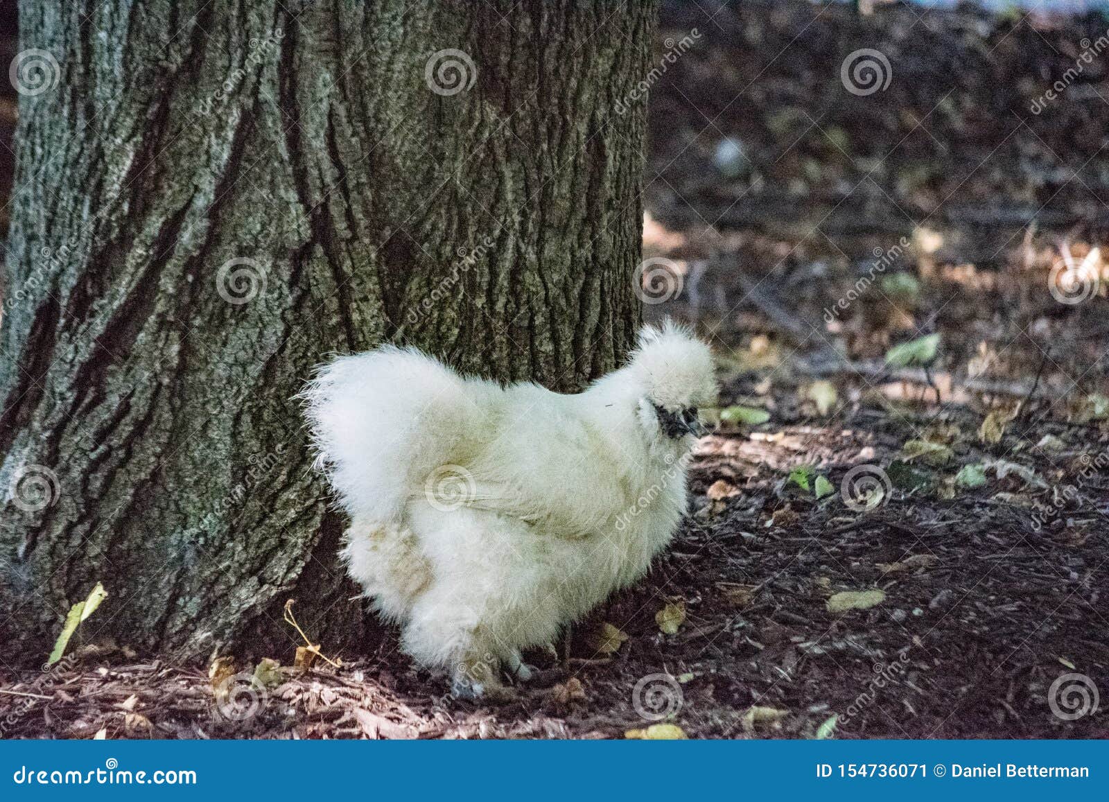 3,015 Fuzzy Chicken Photos - Free & Royalty-Free Stock Photos from ...