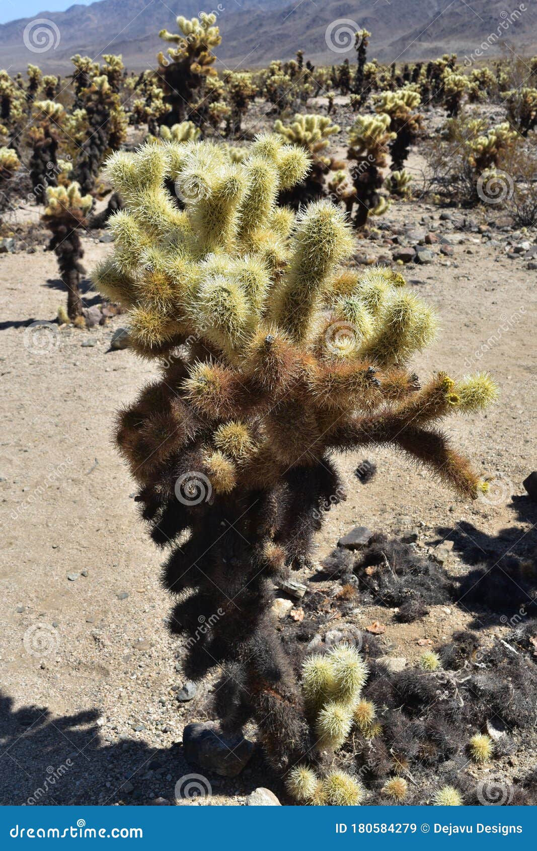 Fuzzy Cholla Cactus with Lots of Spines Stock Image - Image of point ...
