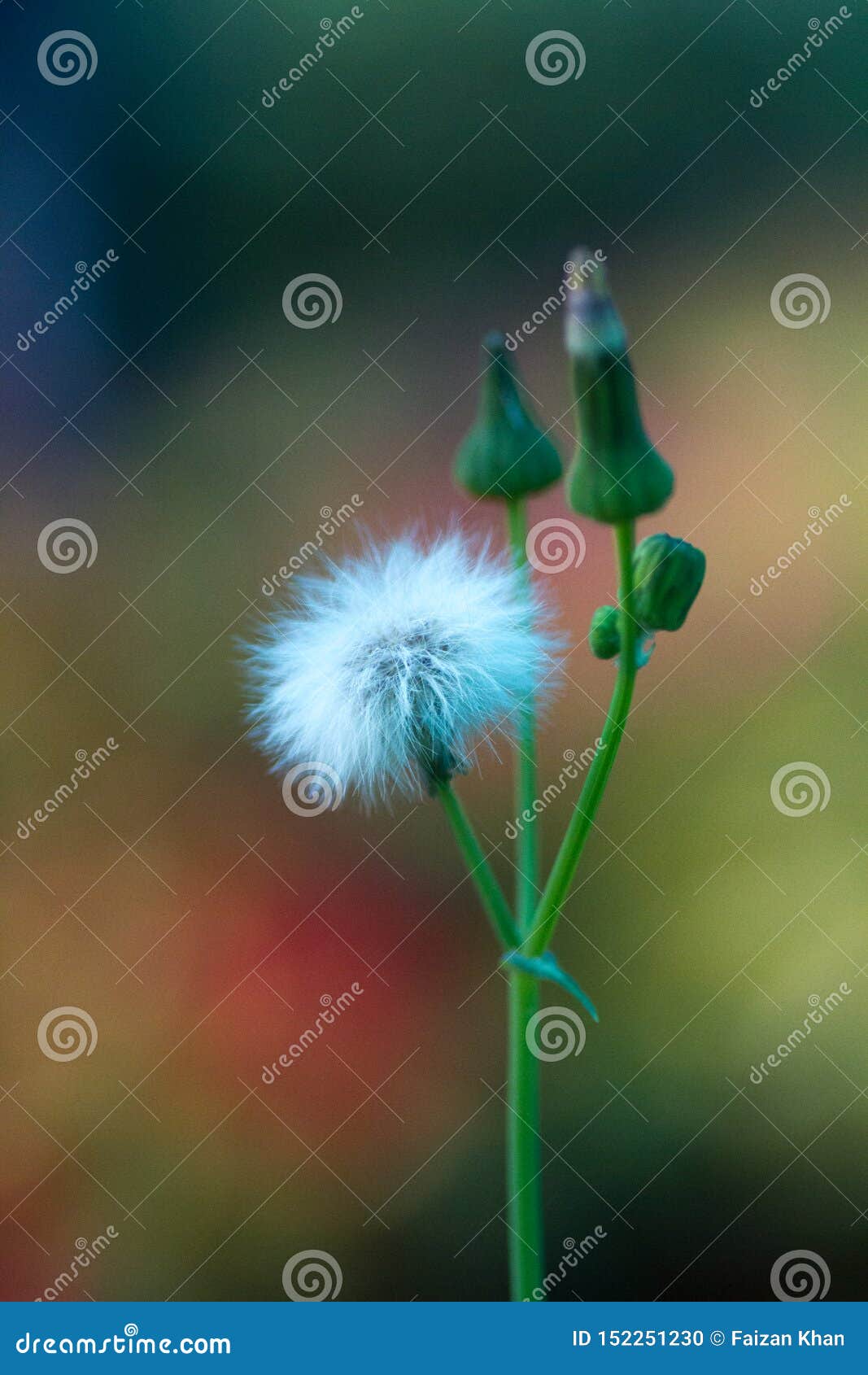 Fuzzy Cotton Like Wild Flowers in the Jungle Stock Photo - Image of ...