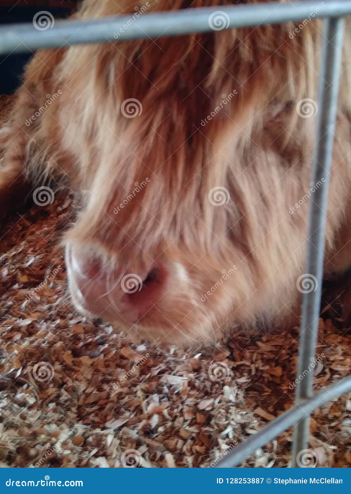 Fuzzy cow stock image. Image of cute, fuzzy, cows, face - 128253887