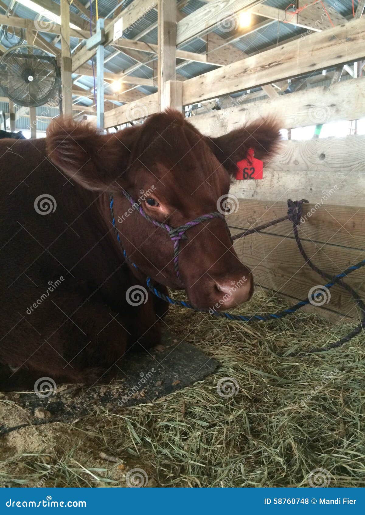 Fuzzy cow stock photo. Image of fuzzy, fair, county - 58760748
