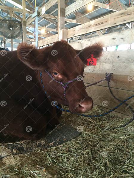 Fuzzy cow stock photo. Image of fuzzy, fair, county - 58760748