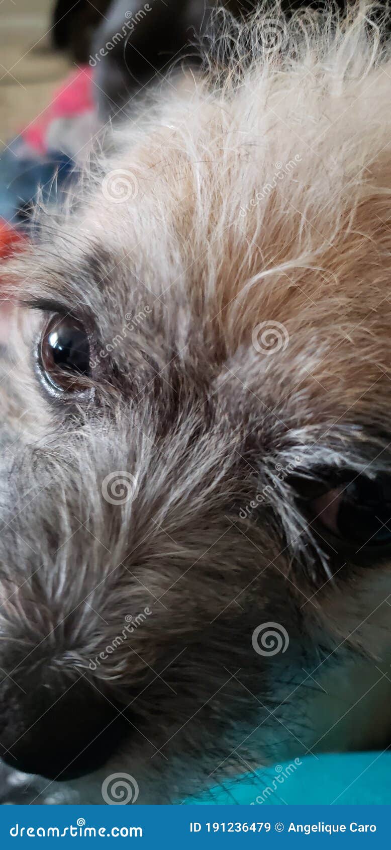 Fuzzy cute dog stock image. Image of fuzzy, cute, chihuahua - 191236479