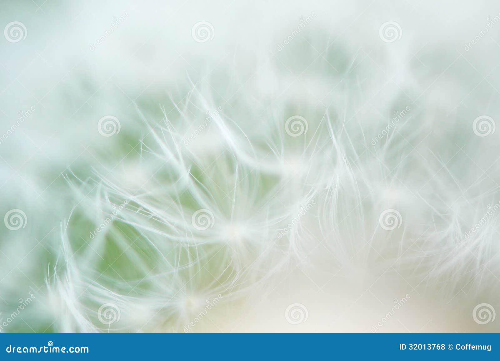 1,260 Fuzzy Seed Stock Photos - Free & Royalty-Free Stock Photos from ...