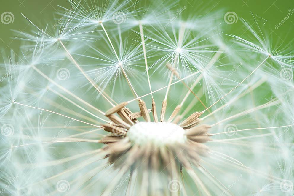 Fuzzy dandelion stock image. Image of green, seed, summer - 32013671