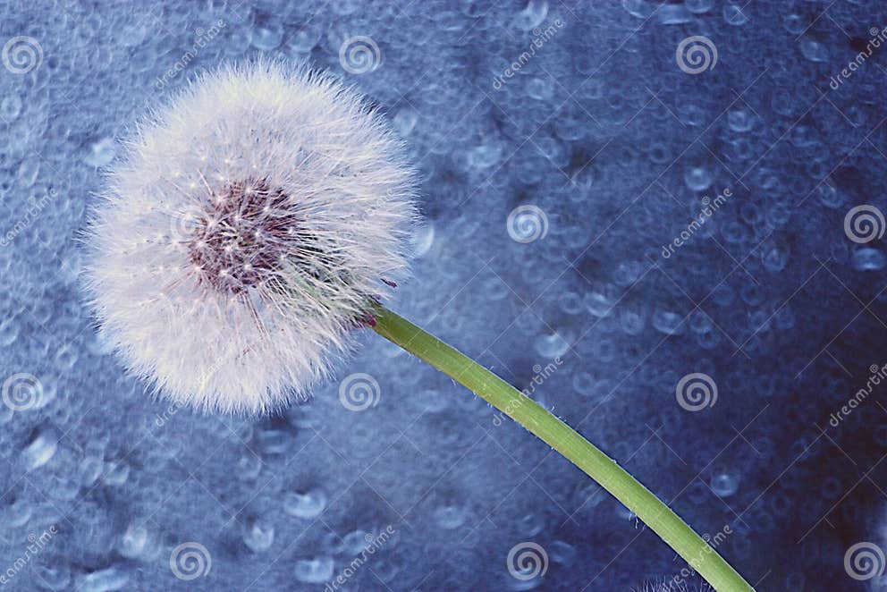 Fuzzy dandelion seeds stock image. Image of blue, flying - 55452241