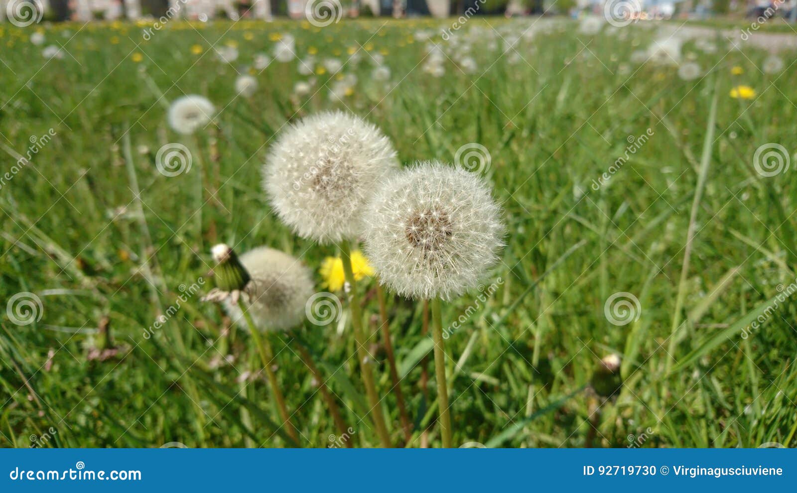 Fuzzy Dandelions in Green Meadow in the End of Spring in Lithuania ...