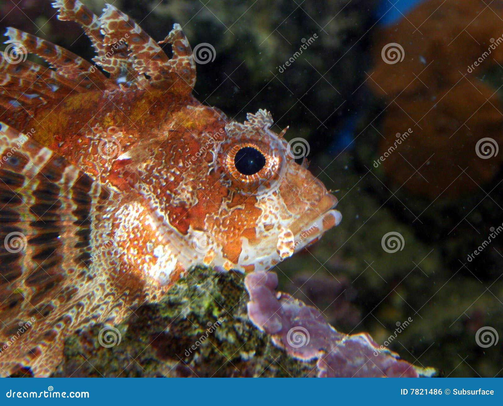 Fuzzy Dwarf Lion Fish Close Up Stock Photo - Image of poisonous, diving ...
