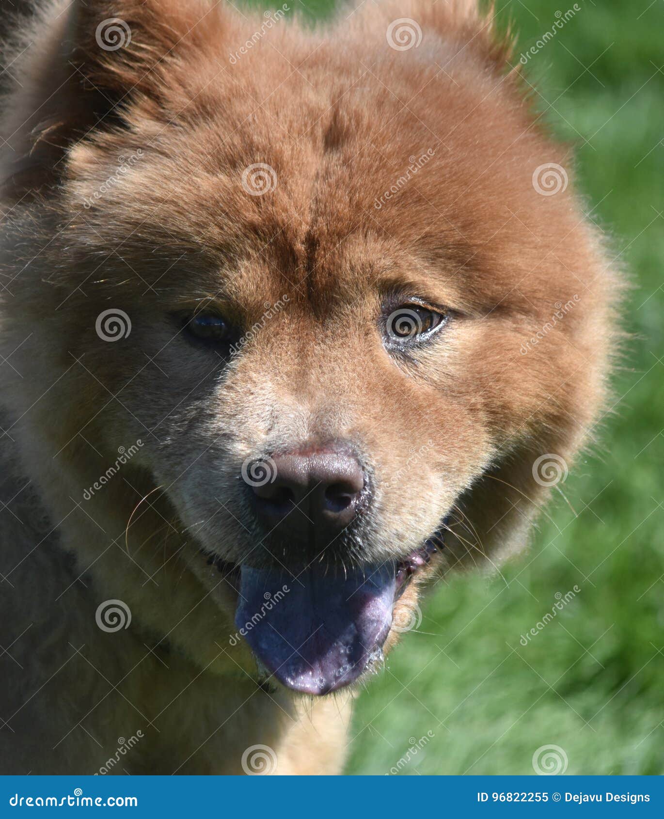 Fuzzy Face Adorable De Chow Puppy Imagen de archivo - Imagen de ...