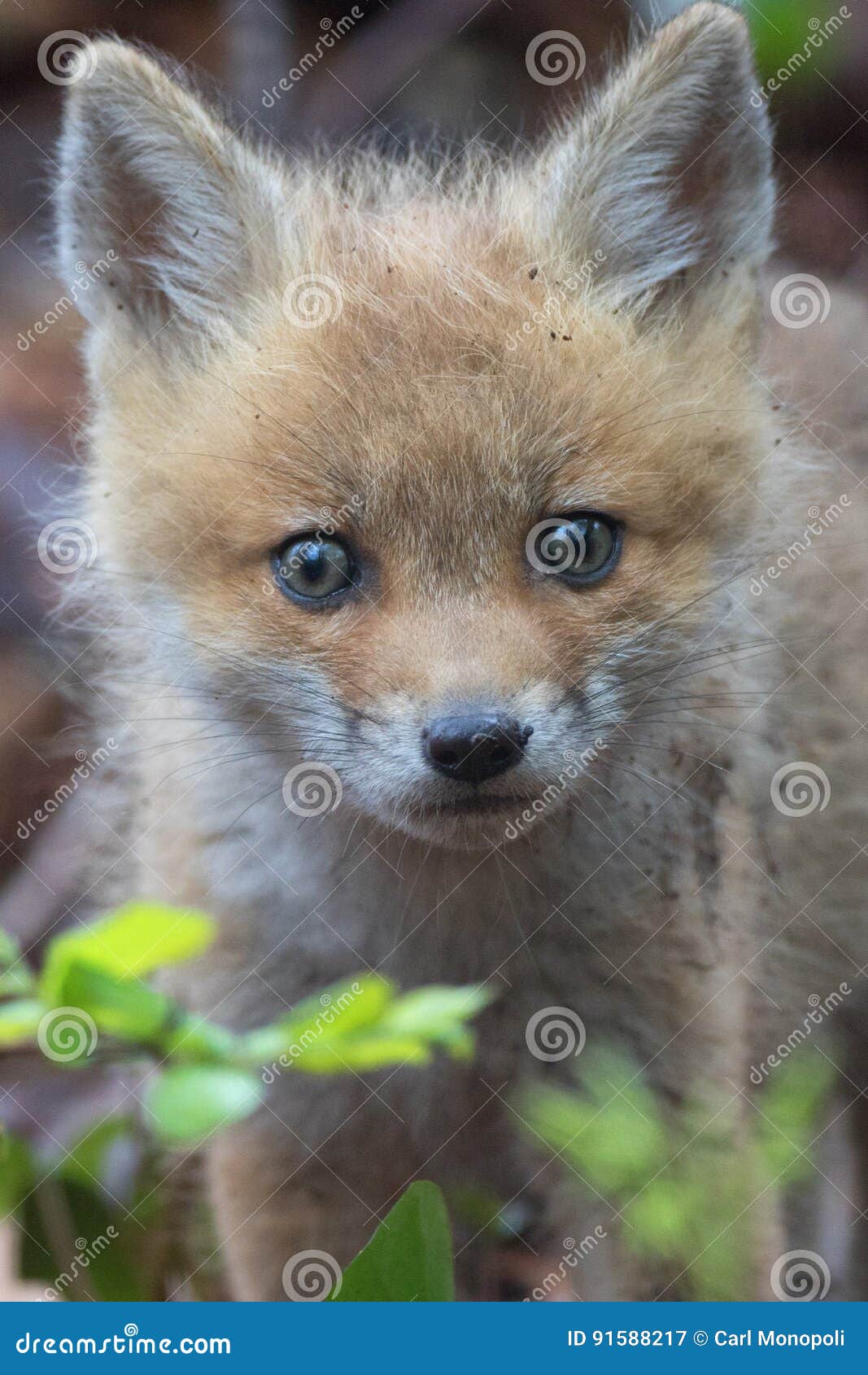 Fuzzy Faced Fox Pup stock image. Image of mammal, alert - 91588217