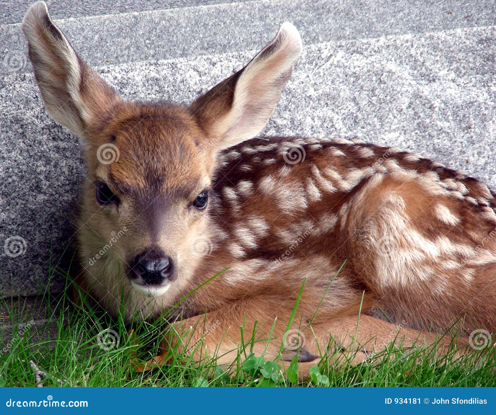 Fuzzy Fawn stock image. Image of mule, born, young, innocent - 934181